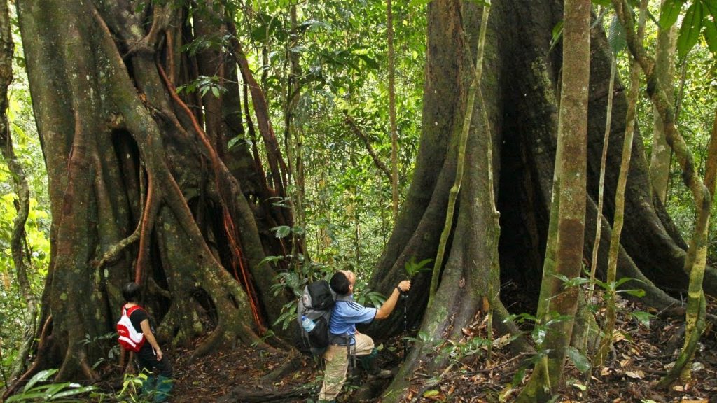 Jungle Survival Tips | How To Stay Alive In The Jungle | Adventure ...